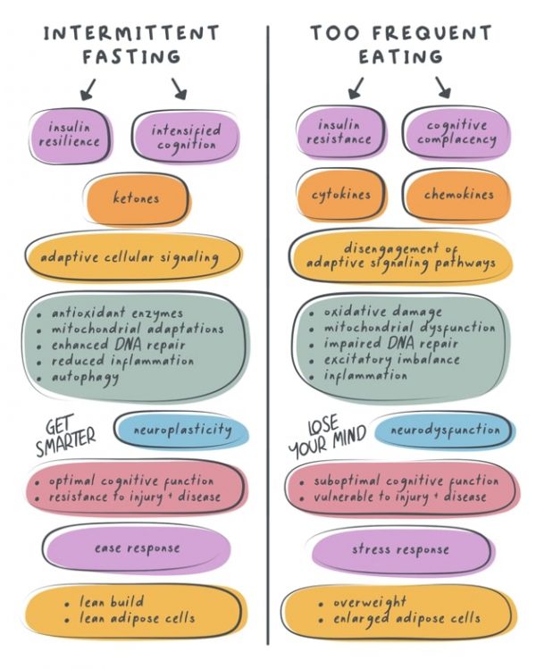 FAQ on INTERMITTENT FASTING for WOMEN vs. MEN, FAMILIES, TEENS, KIDS ...
